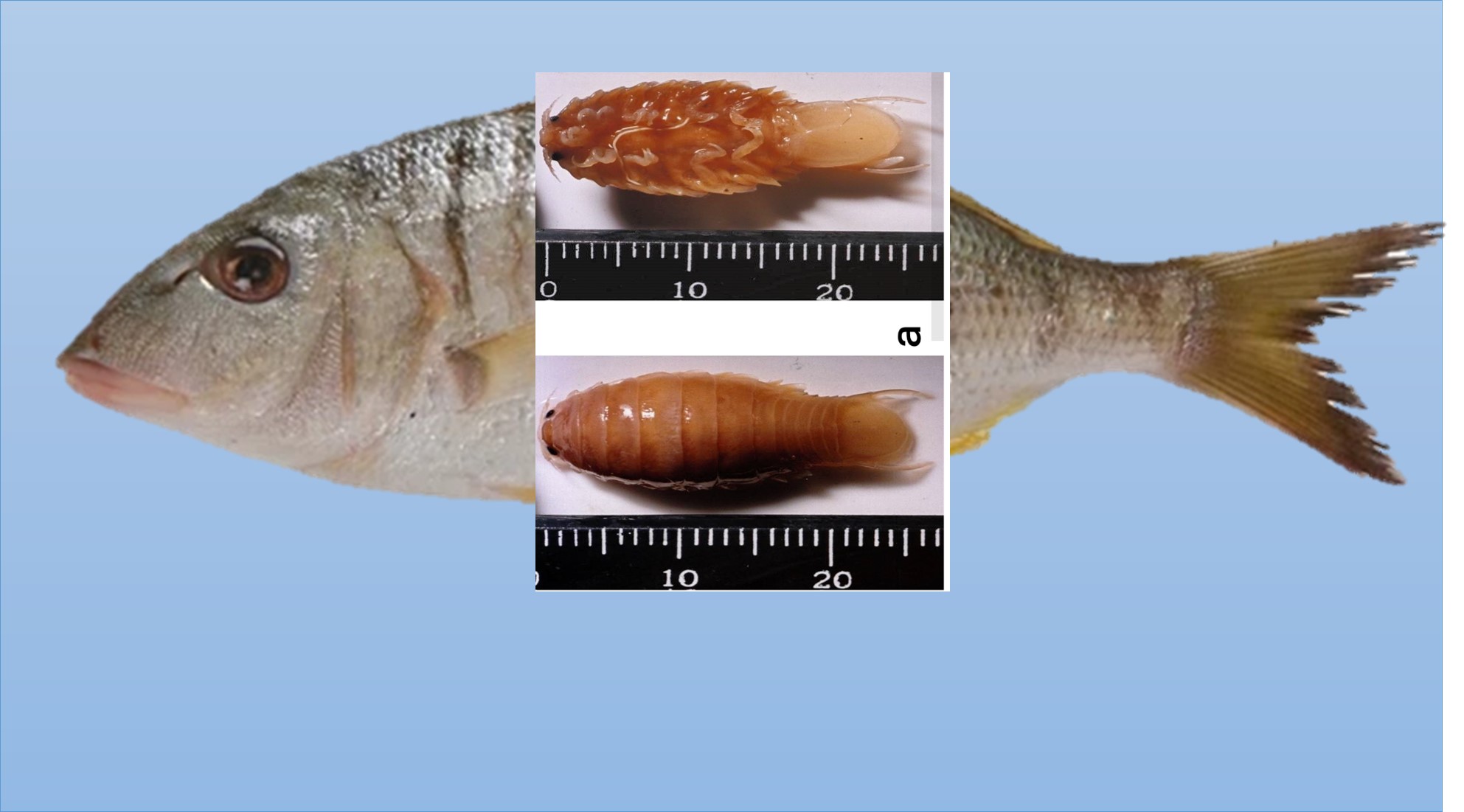 Sand Steenbras Lithognathus mormyrus (Linnaeus, 1758), the New Host of ...